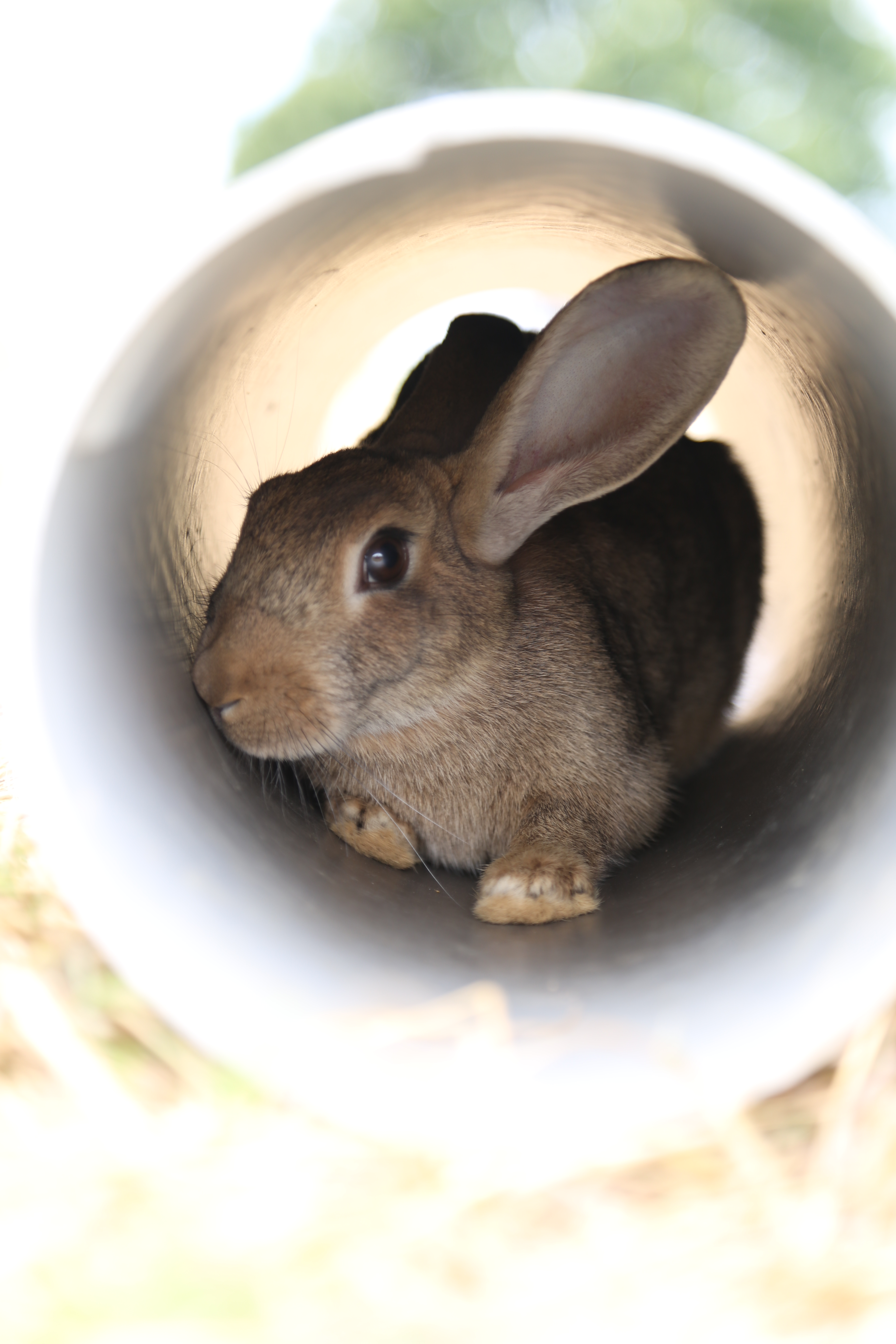Conigli | Settore Alimentare